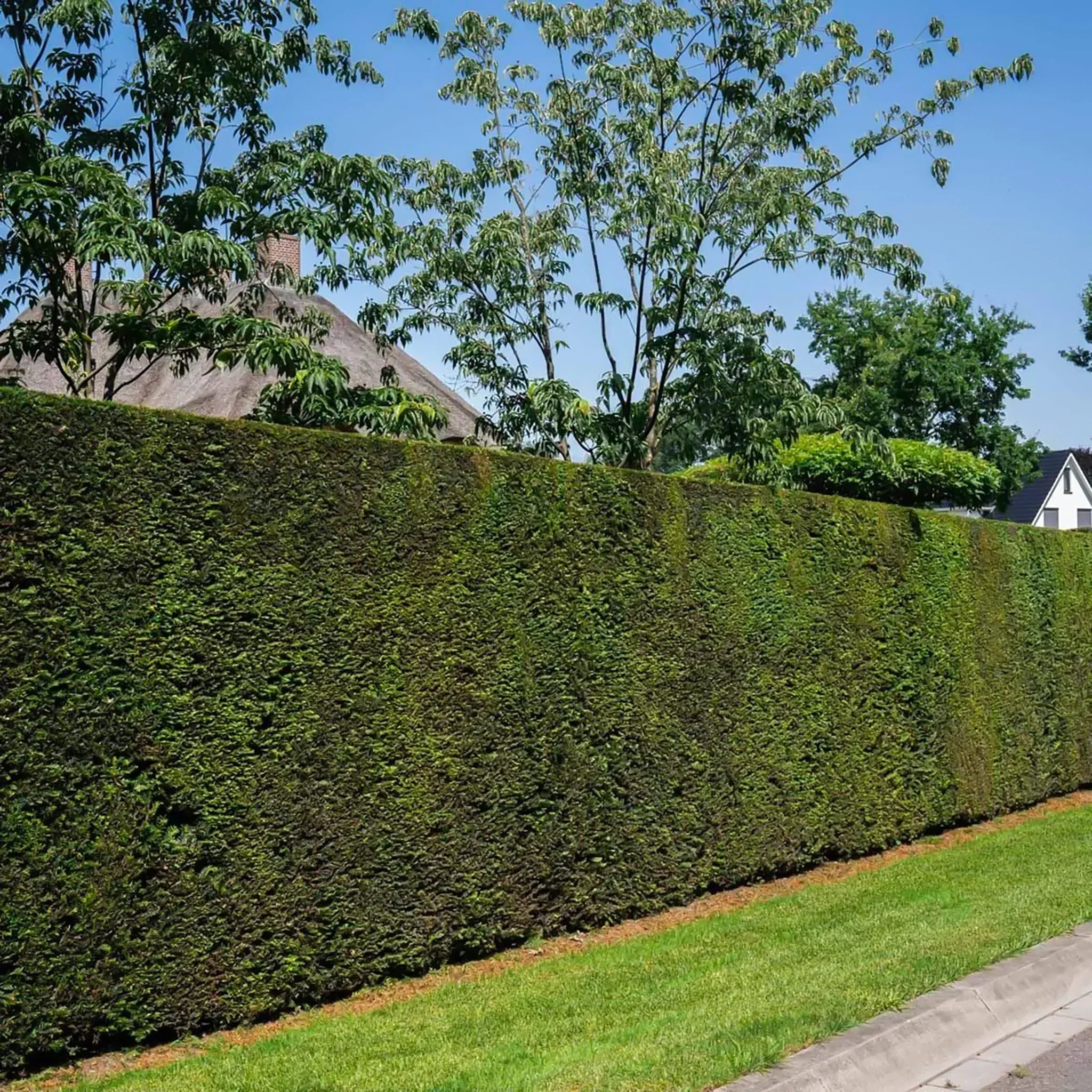Taxus snoeien | Zo doe je dat in 4 stappen | Garmundo