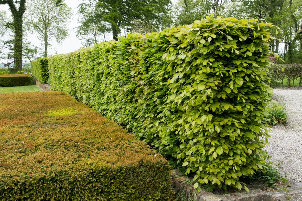 Het verschil tussen de haagbeuk en beukenhaag (Carpinus betulus v.s ...
