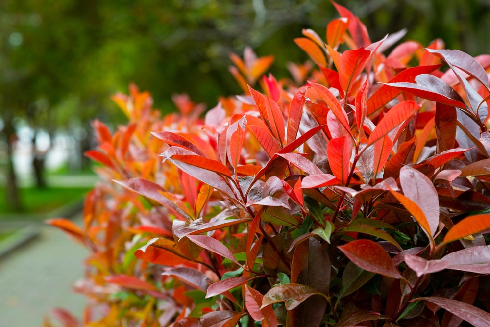 Glansmispel Red Robin snoeien (Photinia) | Garmundo