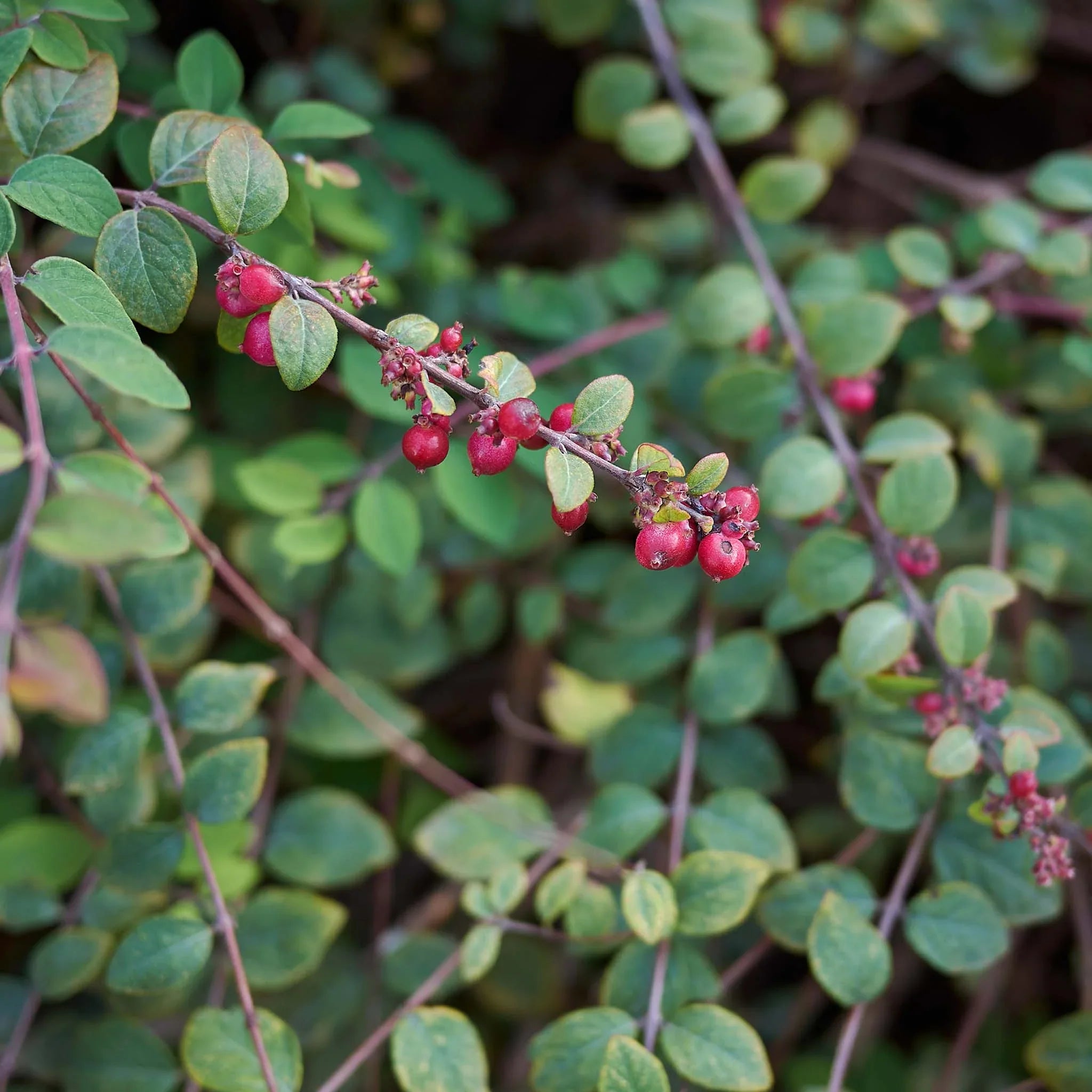 Sneeuwbes (Symphoricarpos) kopen - Kleurrijke heester met besjes | Garmundo