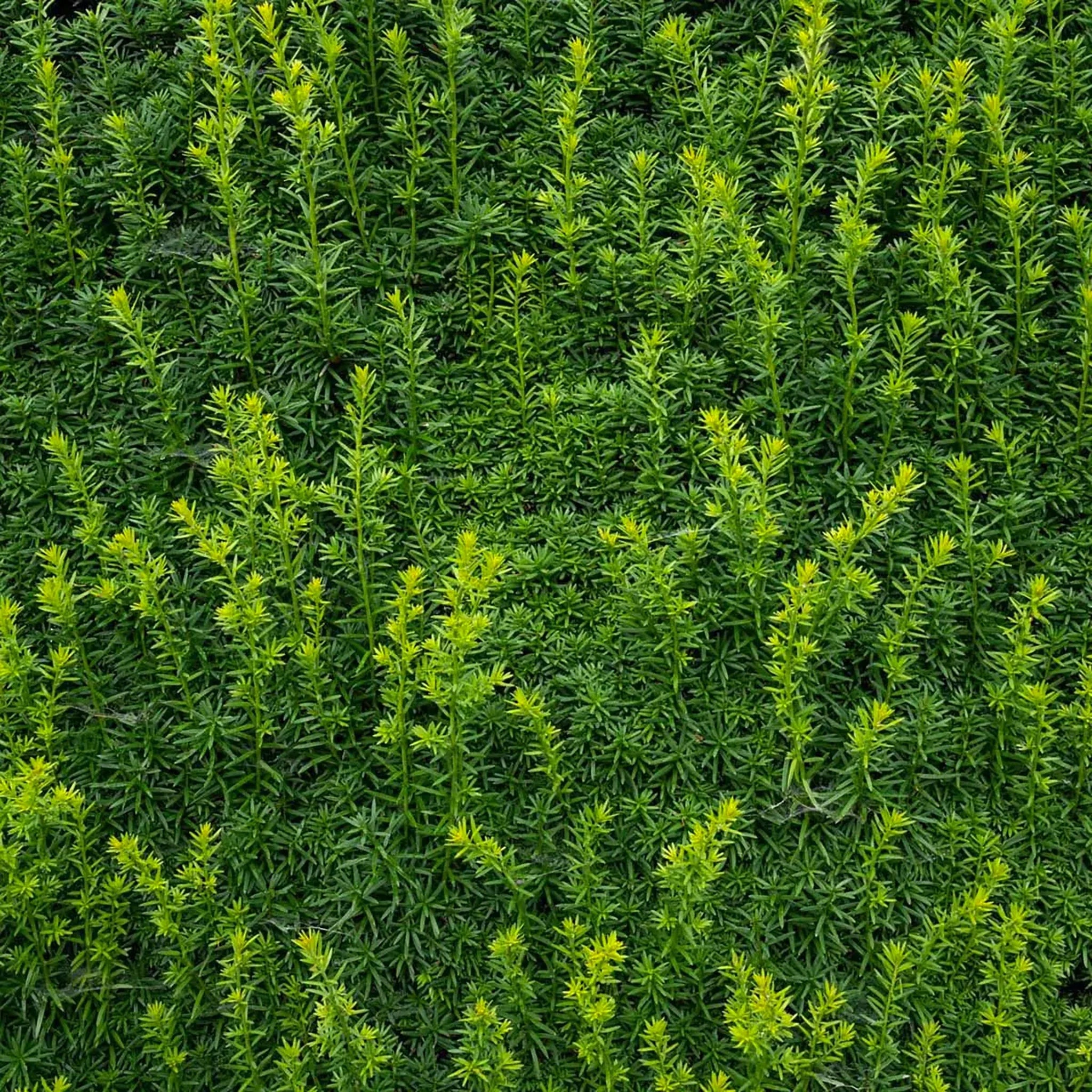 Taxus haag kopen? Wintergroen en Sterk | Garmundo