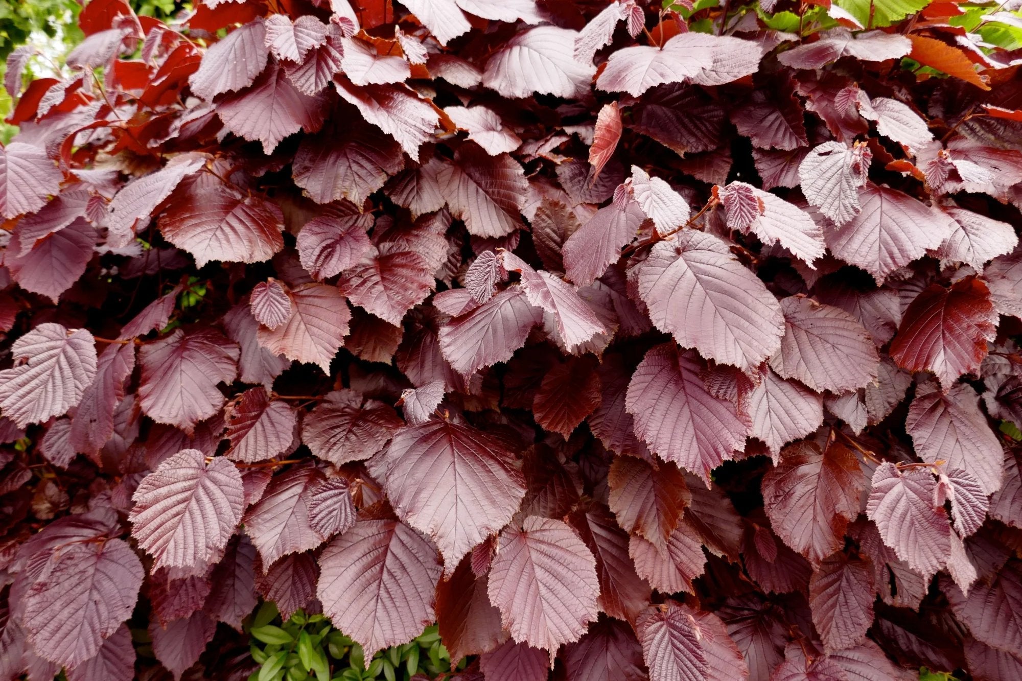 Rode beukenhaag (Fagus sylvatica 'Antropunicea') | Haagplanten ...