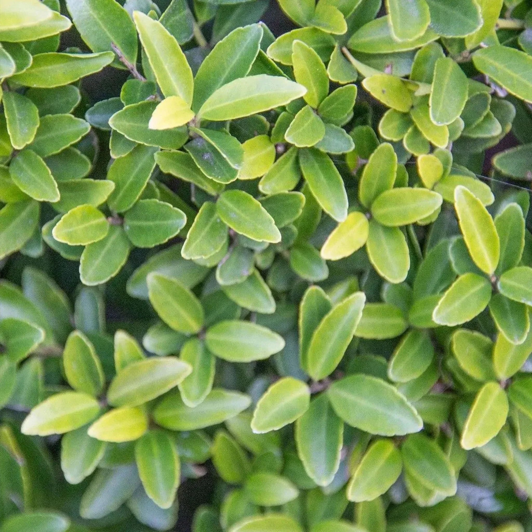 Japanse hulst Green Hedge (Ilex crenata) | Haagplanten kopen bij ...