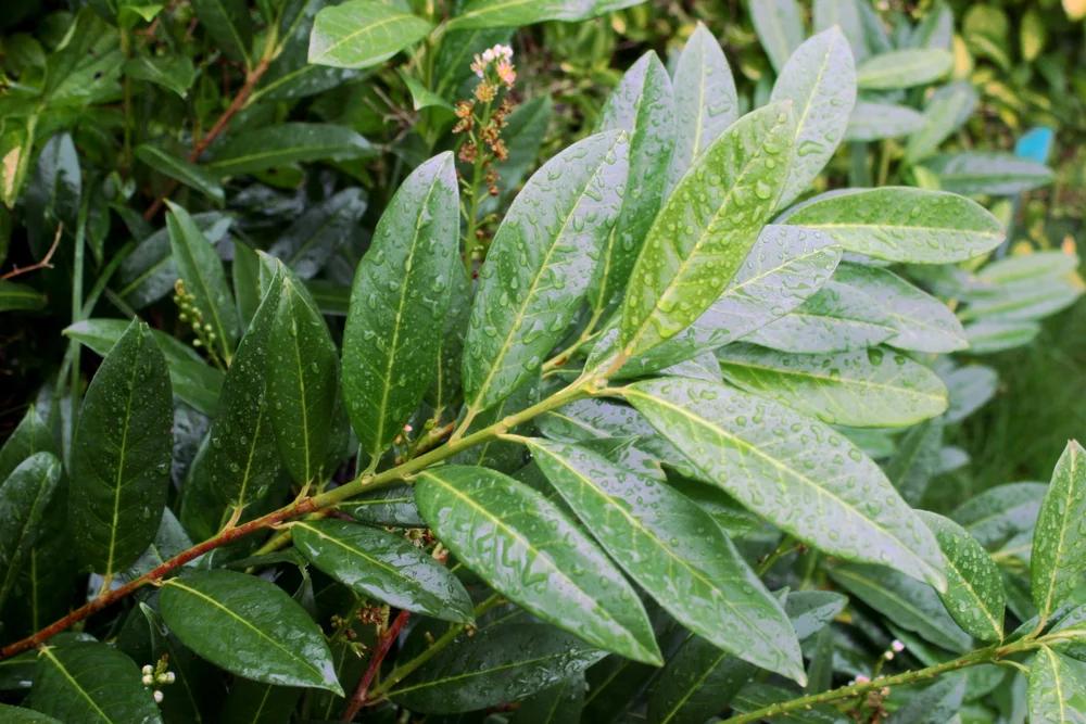 Laurier Elly (Prunus laurocerasus 'Elly') | Haagplanten voordelig bij ...