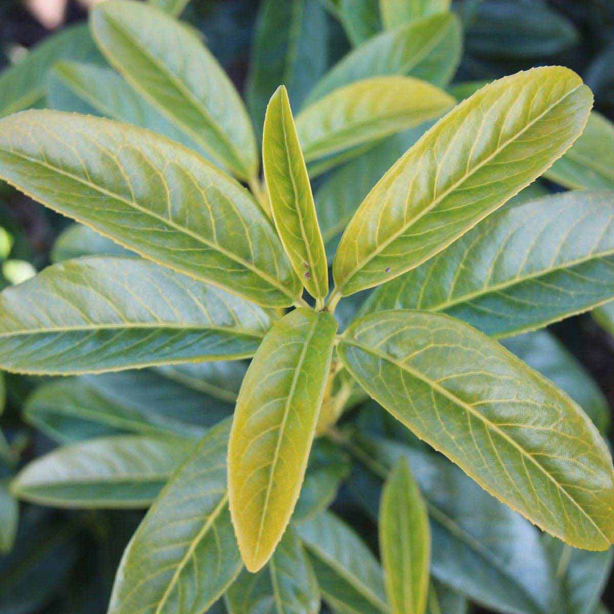 Laurier Genolia® (Prunus laurocerasus 'Genolia') | Haagplanten ...