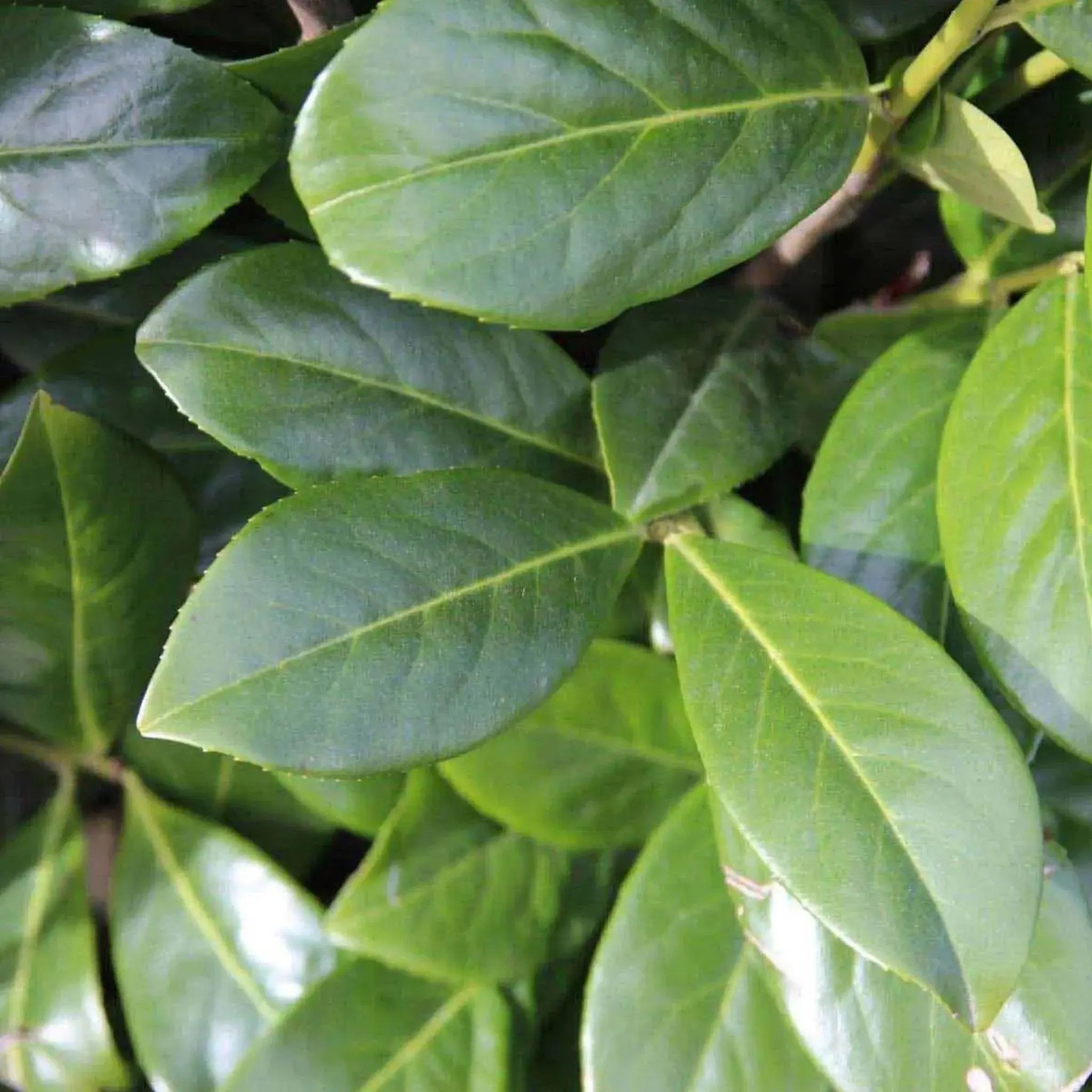 Laurier Novita (Prunus laurocerasus 'Novita') | Haagplanten voordelig ...