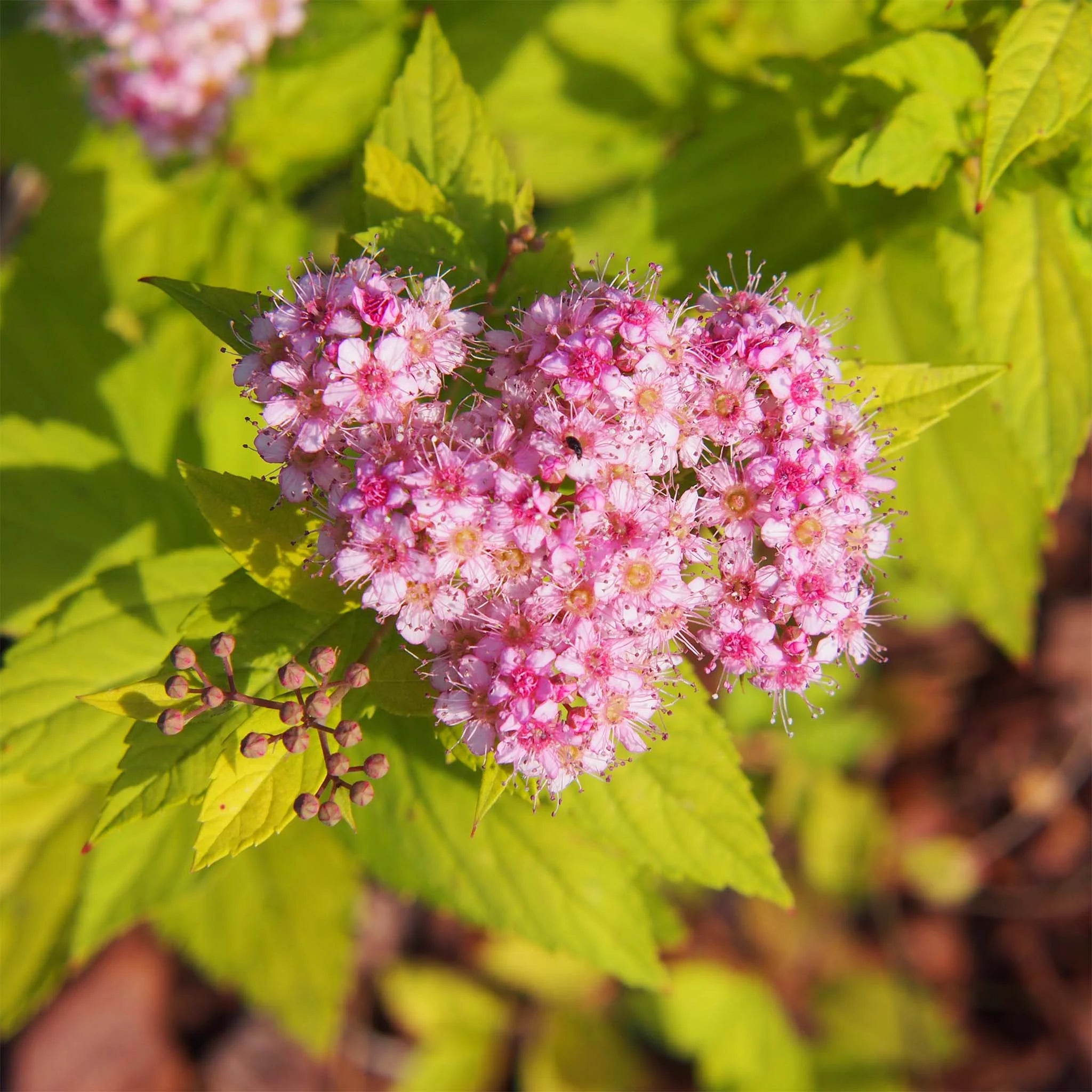 Spierstruik Goldflame (Spiraea japonica 'Goldflame') | Sierheesters ...