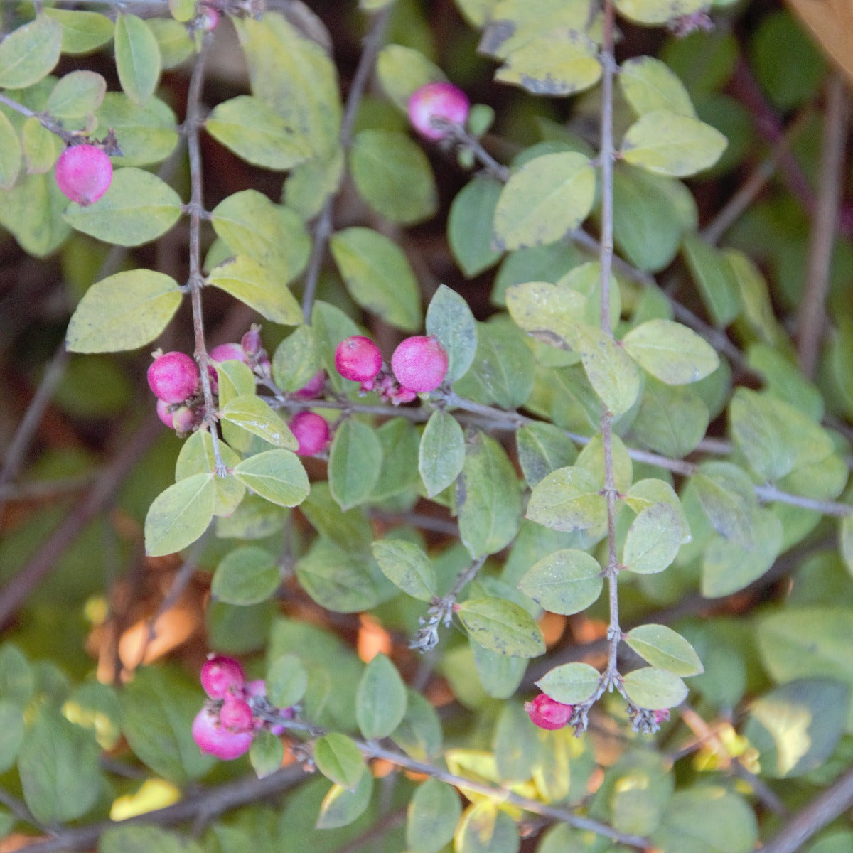 Sneeuwbes (Symphoricarpos doorenbosii Magic Berry) | Struiken en ...